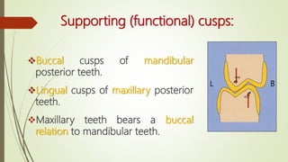 Occlusion part 2 final | PPT