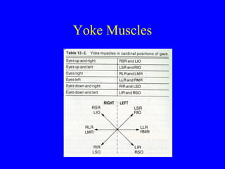 Occular motility | PPT