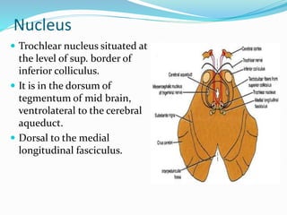 Occulomotor nerves | PPTX