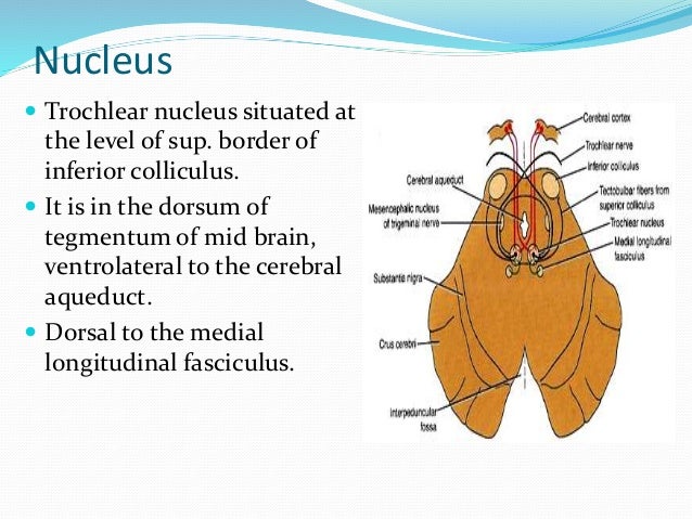 3rd Nerve Nucleus