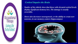 Occupational Therapy Cortisol & Stress | PPTX
