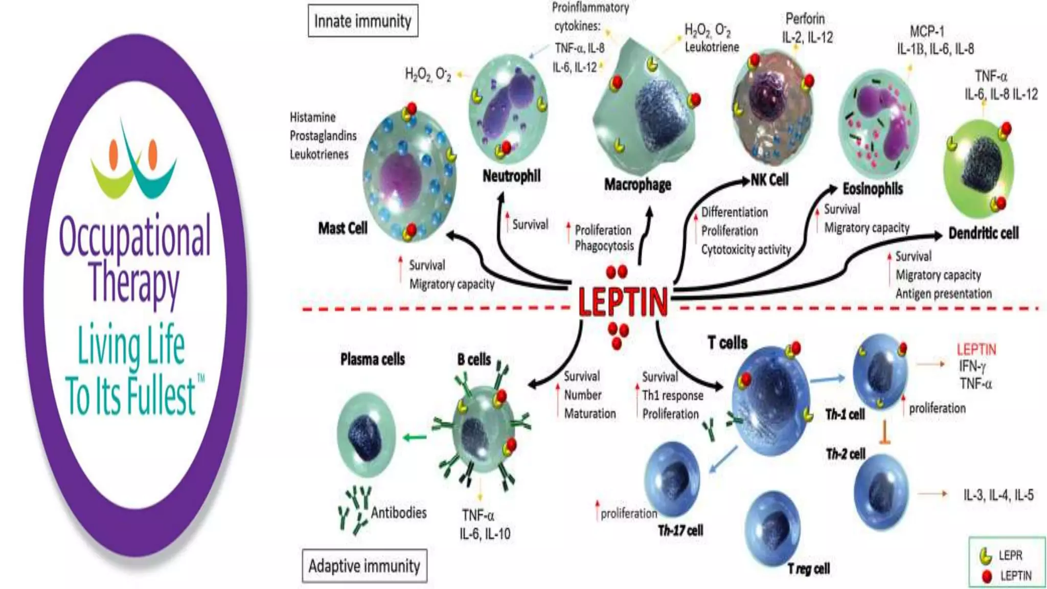 Occupational Therapy Leptin & Obesity | PPTX