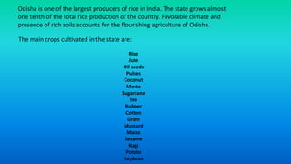 Occupation in Odisha.pptx