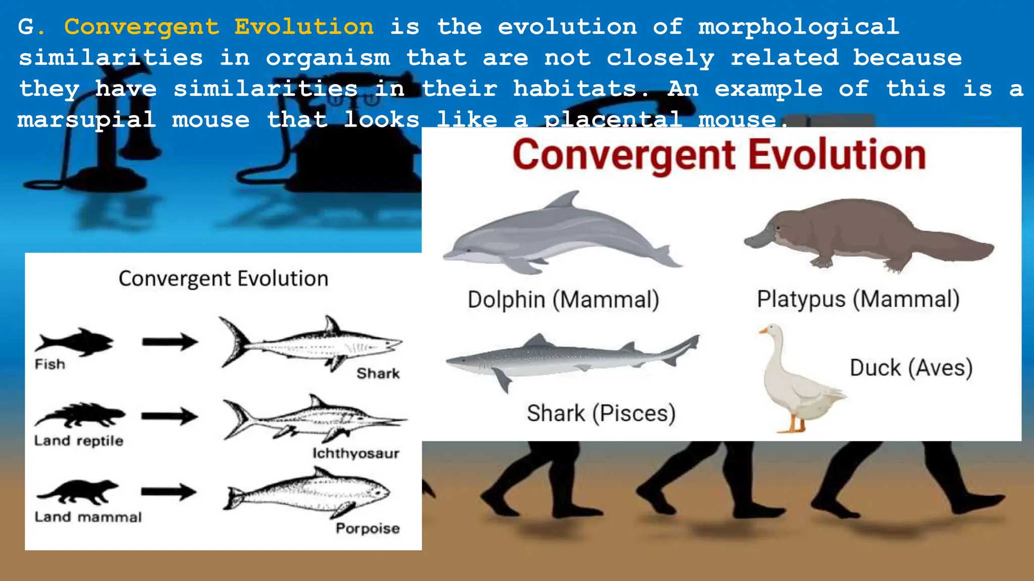 OCCURENCE OF EVOLUTION.pptx how does evolution happens | PPTX