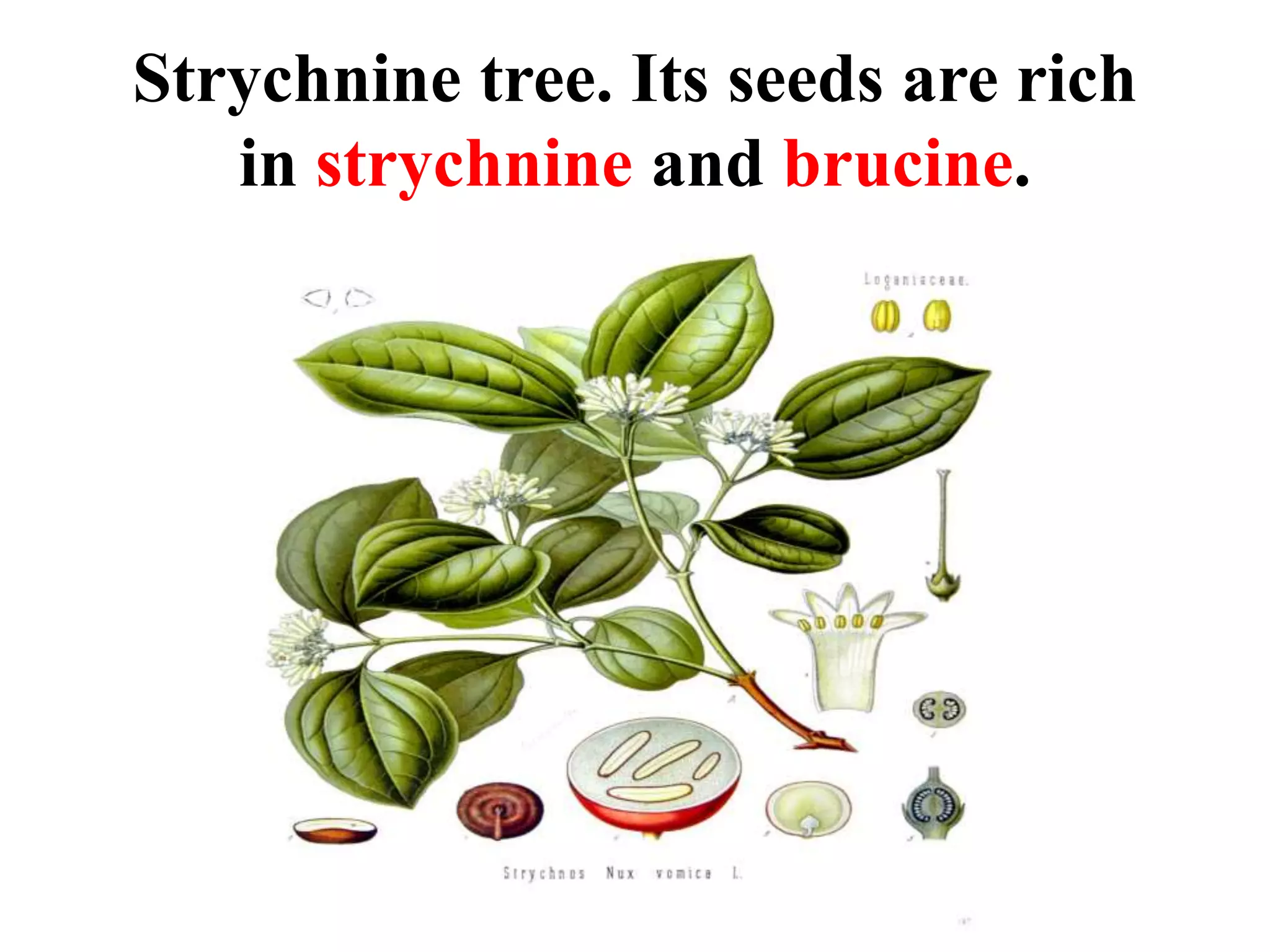 Occurrence And Classification Of Alkaloids Pptx