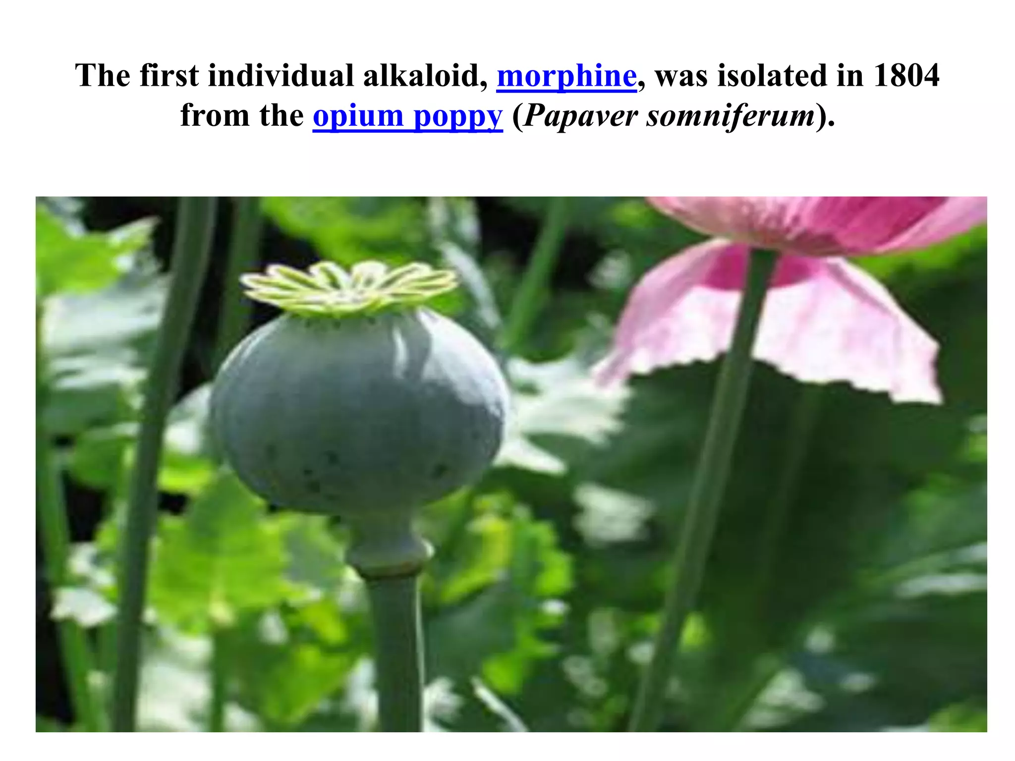 Occurrence And Classification Of Alkaloids Pptx