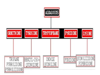 Occurrence and classification of alkaloids | PPTX