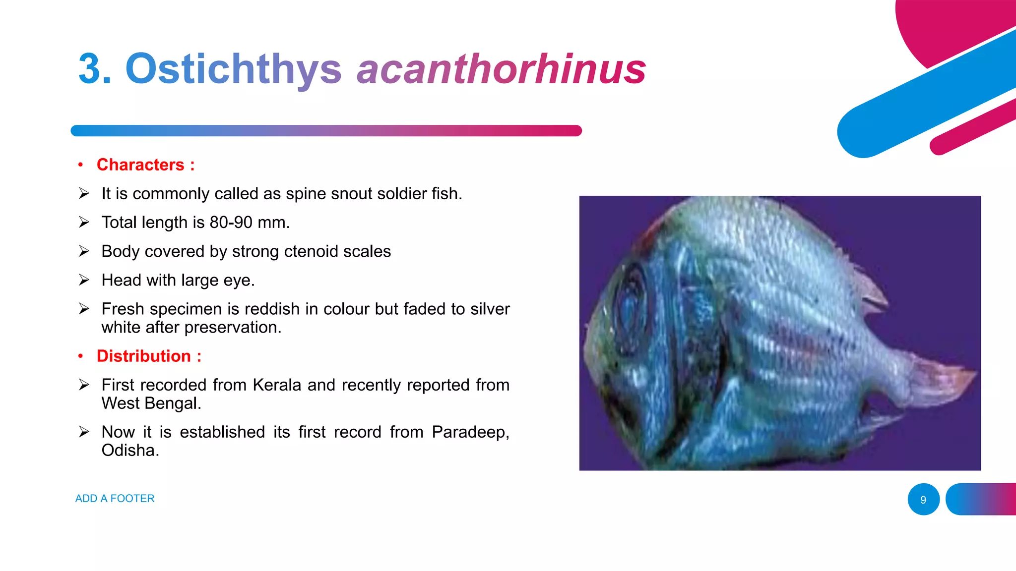 Occurrence of nine ornamental fish species from odisha ppt2 | PPTX