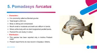 Occurrence of nine ornamental fish species from odisha ppt2 | PPTX