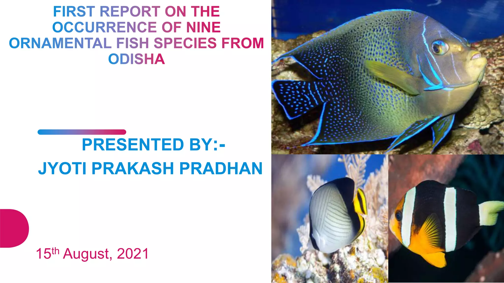 Occurrence of nine ornamental fish species from odisha ppt2 | PPTX