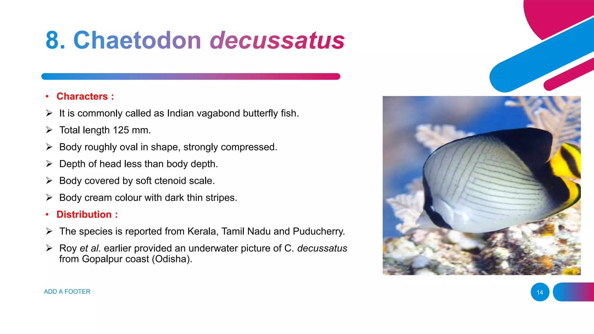 Occurrence of nine ornamental fish species from odisha ppt2 | PPTX