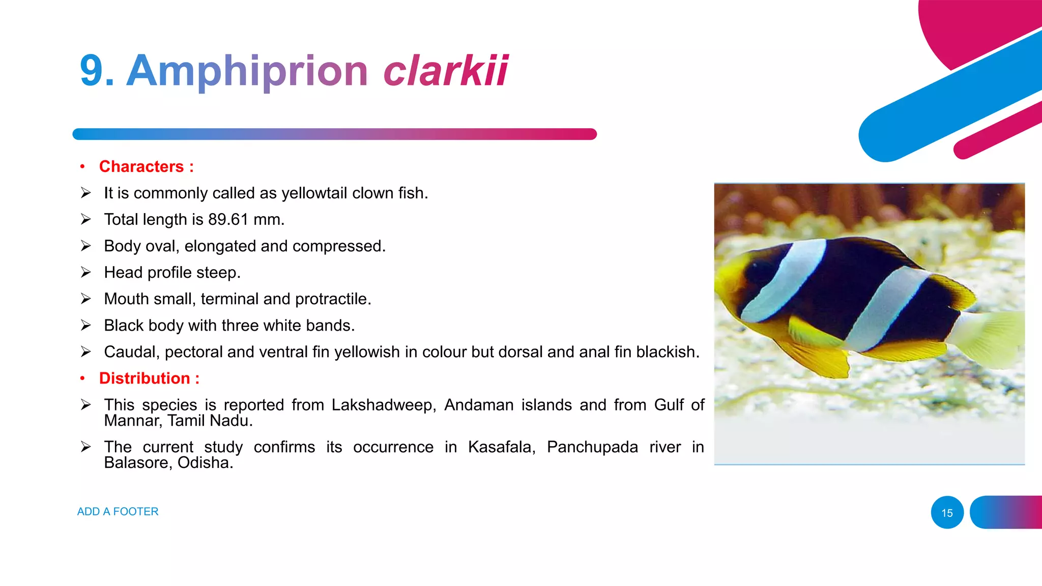 Occurrence of nine ornamental fish species from odisha ppt2 | PPTX