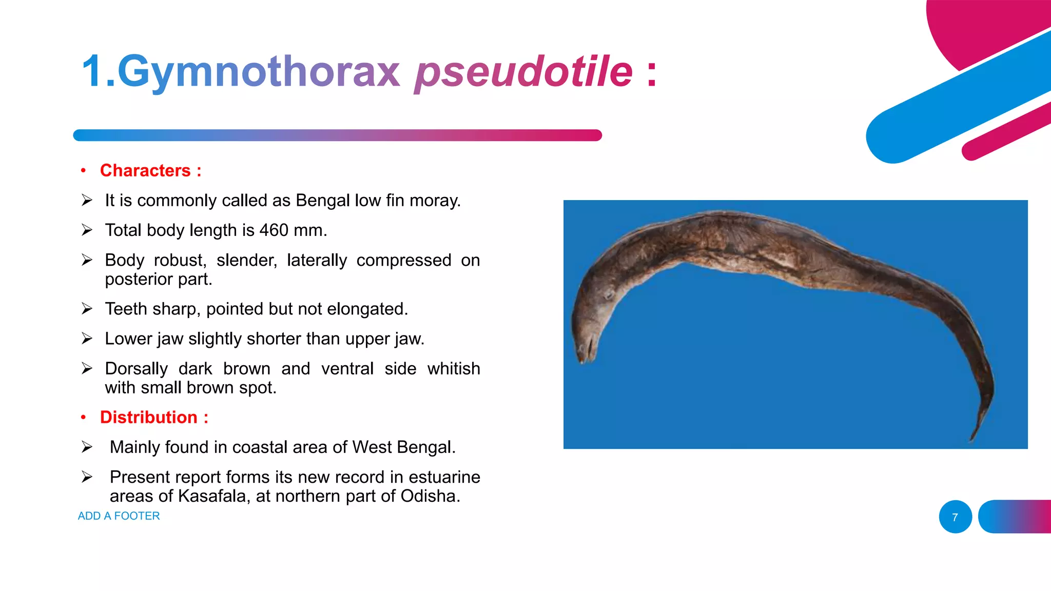 Occurrence of nine ornamental fish species from odisha ppt2 | PPTX