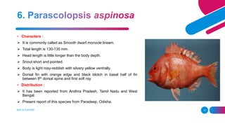 Occurrence of nine ornamental fish species from odisha ppt2 | PPTX