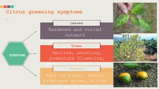OCCURRENCE, SEVERITY ASSESSMENT AND MANAGEMENT OF CITRUS GREENING IN ...
