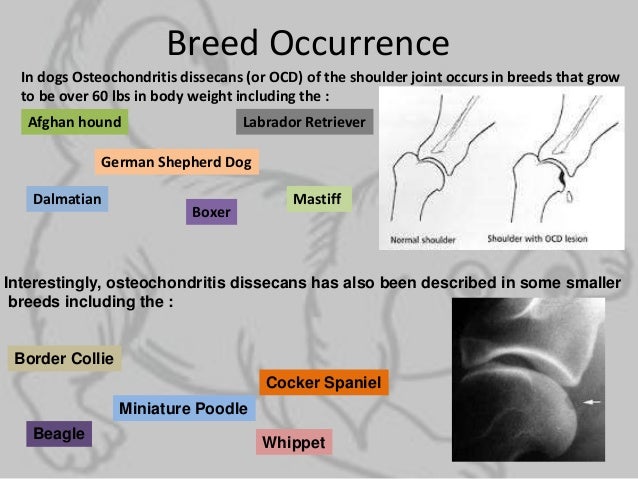 Osteochondritis dissecans in animals