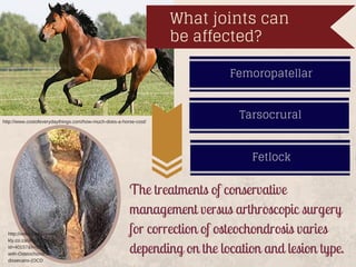 Osteochondritis Dissecans in Horses | PPT