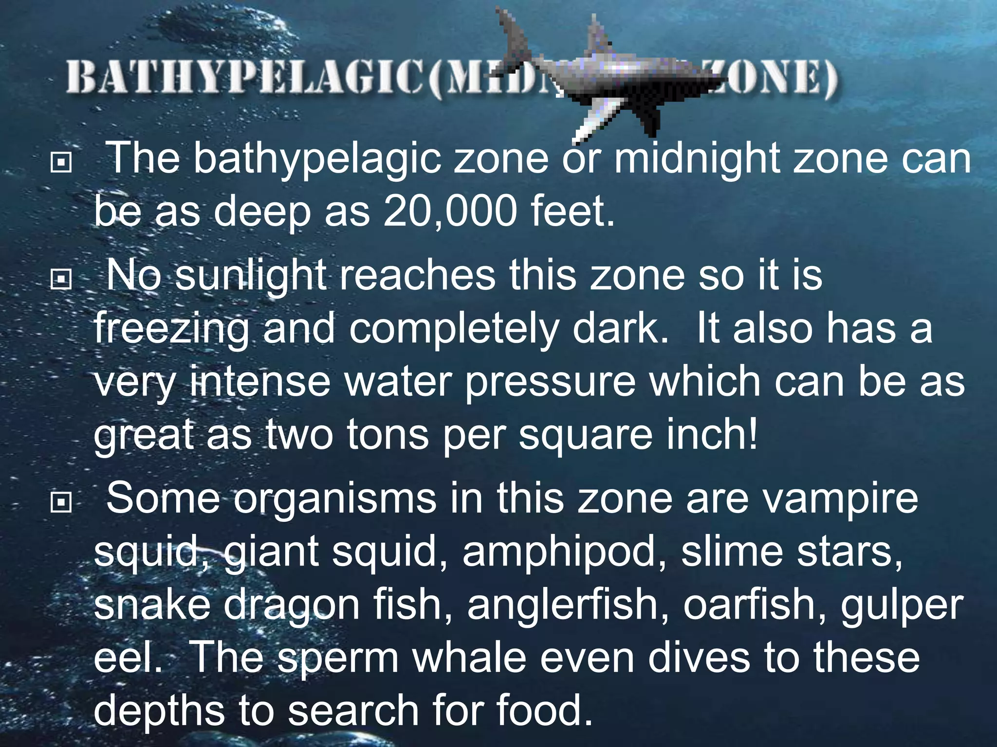 The Ocean Life | PPTX
