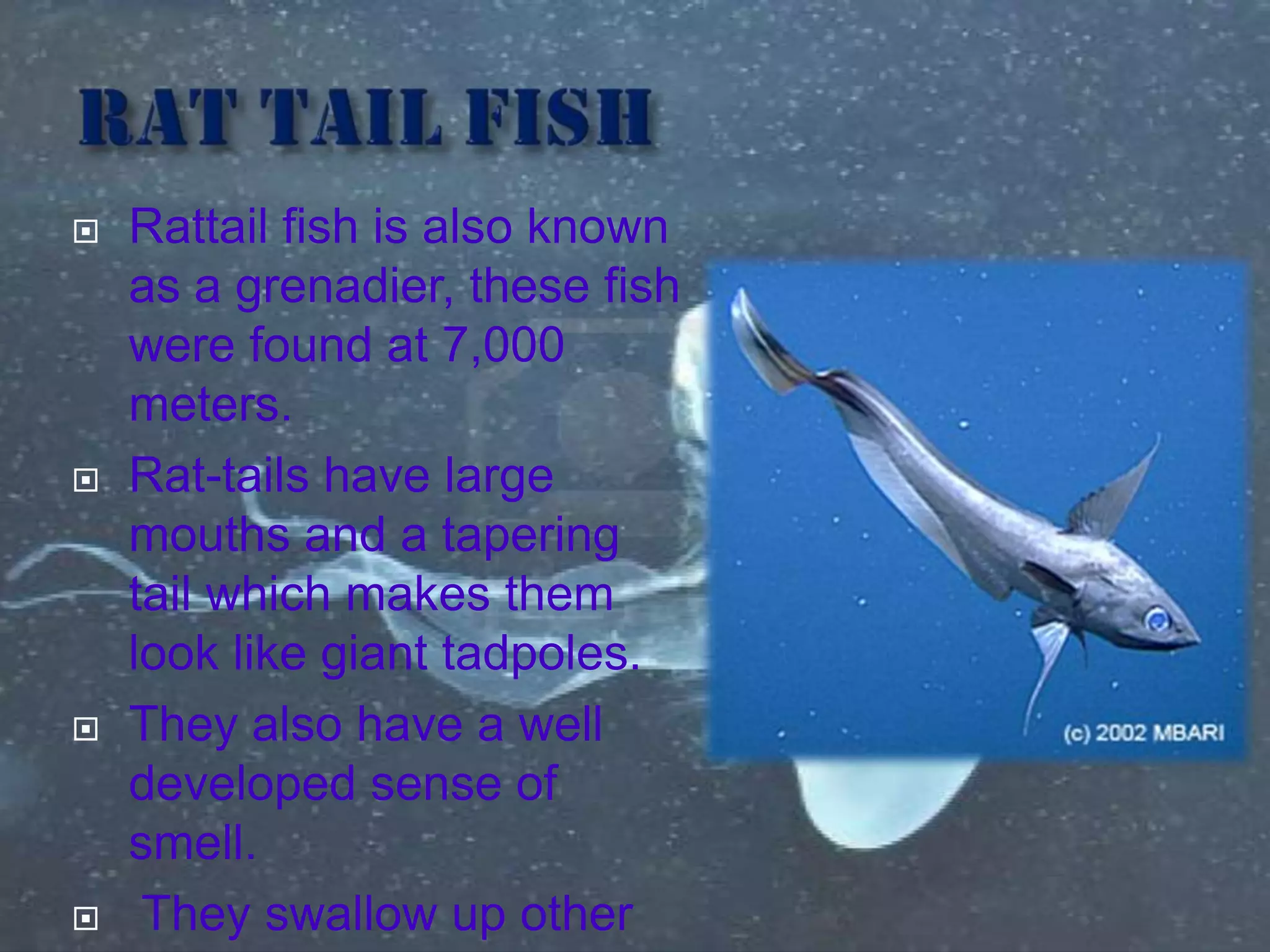 The Ocean Life | PPTX