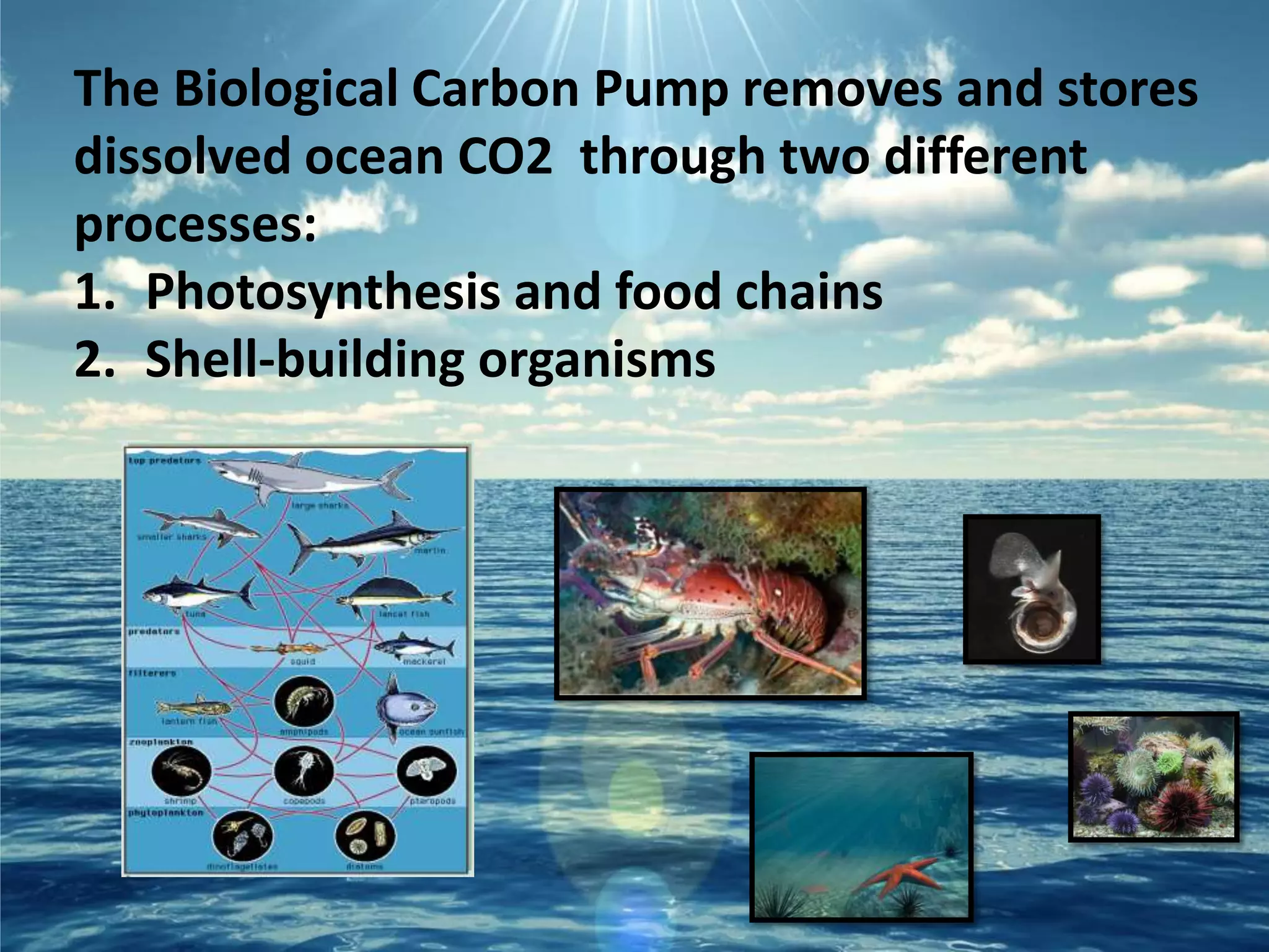Ocean Biological Pump | PPTX