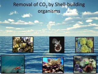 Ocean Biological Pump | PPTX