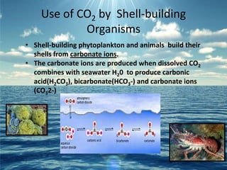 Ocean Biological Pump | PPTX