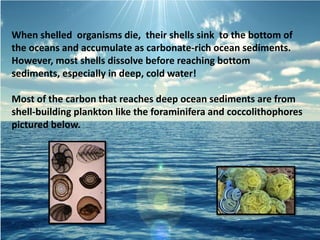 Ocean Biological Pump | PPTX