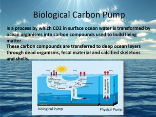 Ocean Biological Pump | PPTX