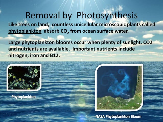 Ocean Biological Pump | PPT