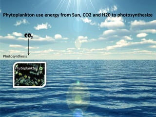 Ocean Biological Pump | PPTX