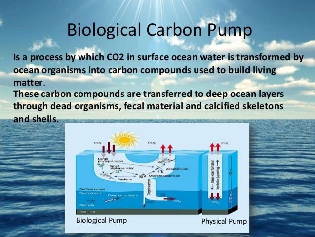 Ocean Biological Pump