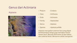 Oceana 057 actiniaria | PPTX