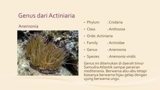 Oceana 057 actiniaria | PPTX