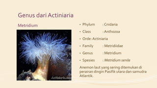Oceana 057 actiniaria | PPT
