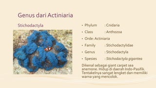 Oceana 057 actiniaria | PPTX