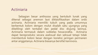 Oceana 057 actiniaria | PPTX