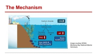 Ocean acidification: the process, the future, and the past | PDF ...