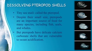 Ocean acidification | PPTX