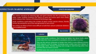 Ocean acidification | PPTX