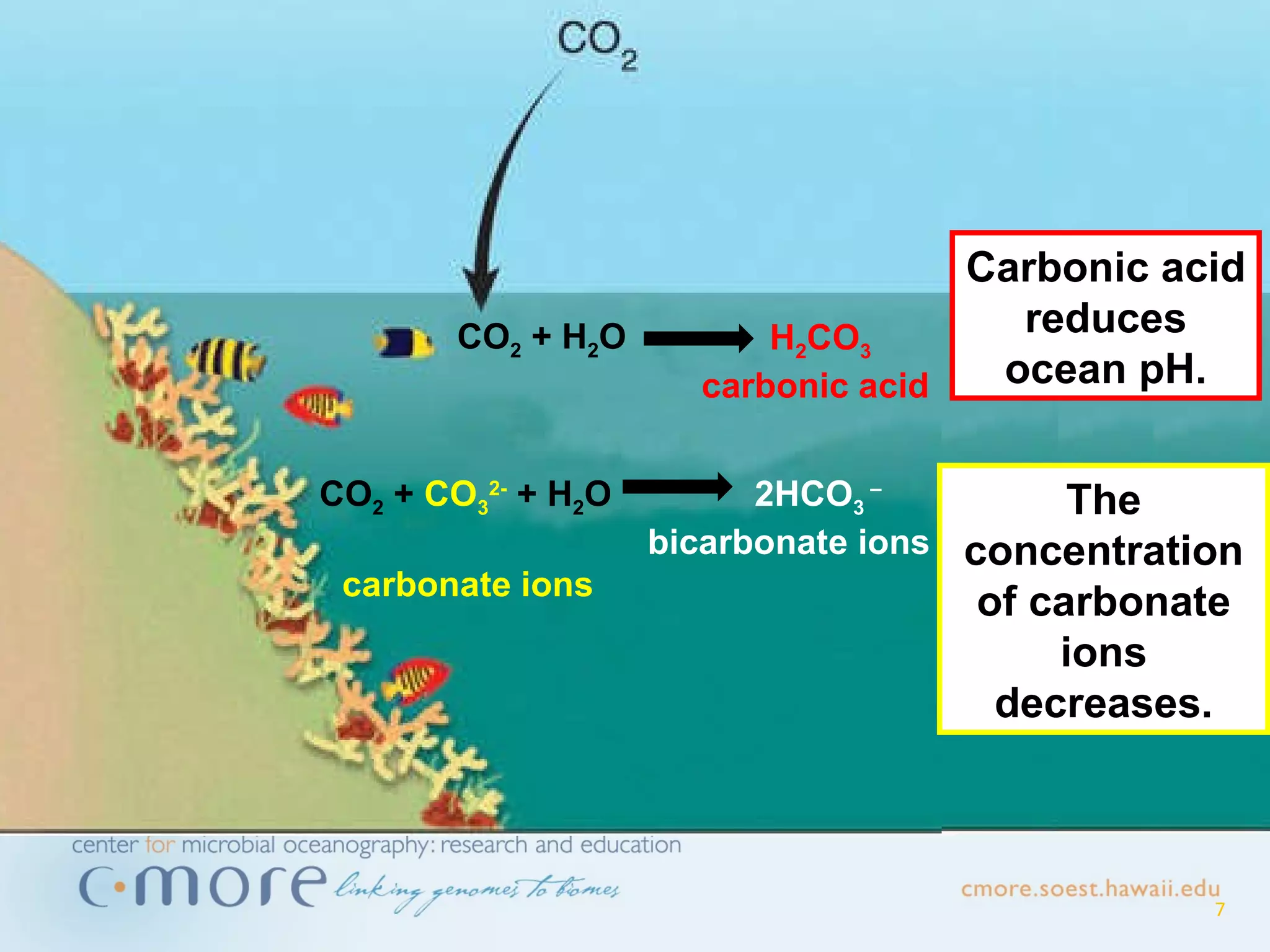 Ocean acidification will-the_reef_survive-non-narrated[1] | PPT