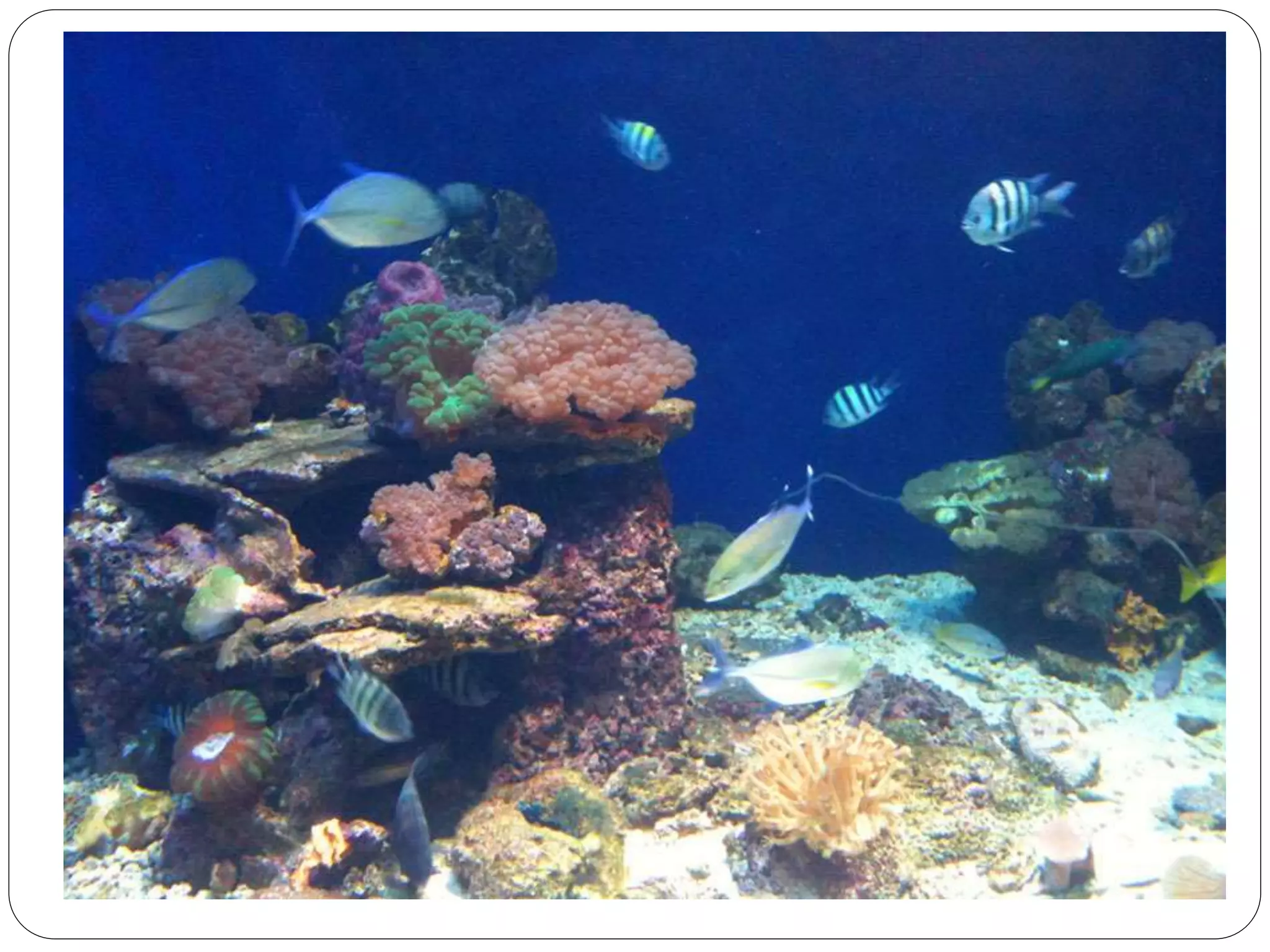 Ocean adventure subic bay | PPTX