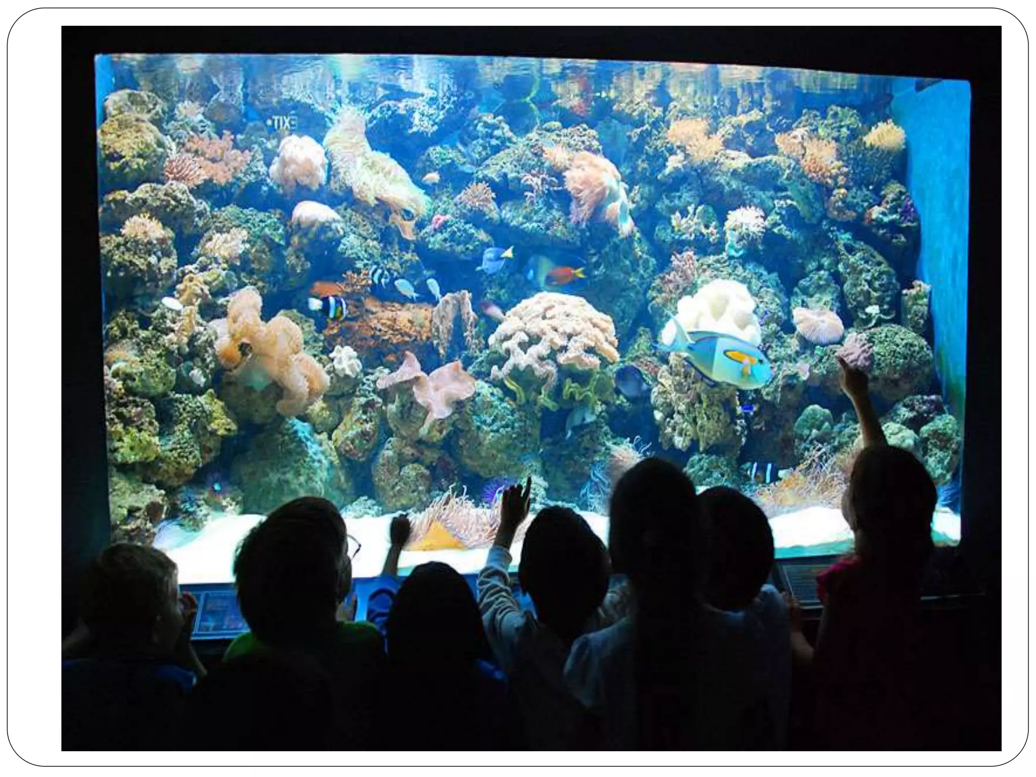 Ocean adventure subic bay | PPTX