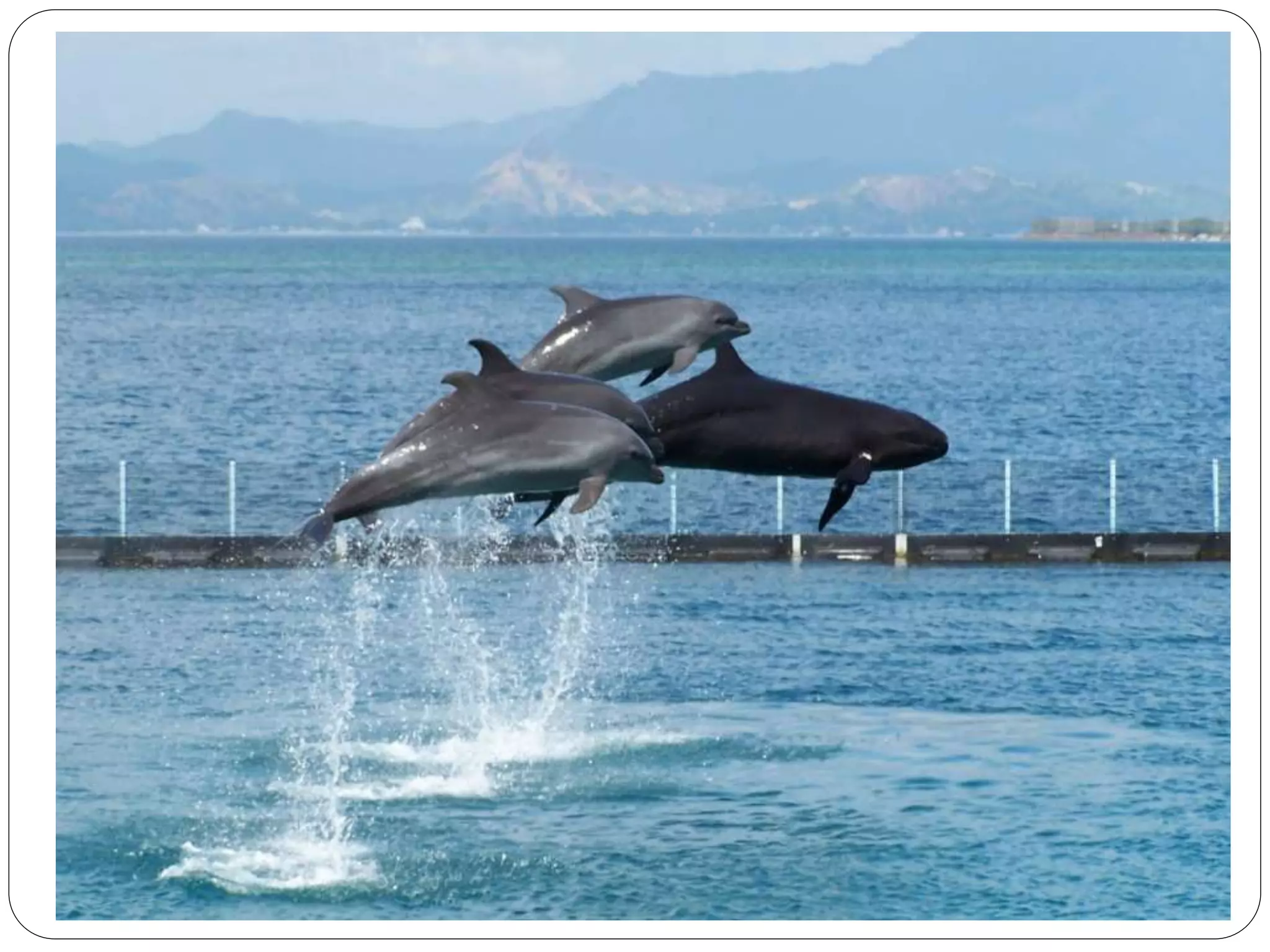 Ocean adventure subic bay | PPTX