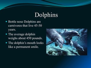 Ocean Animals | PPTX