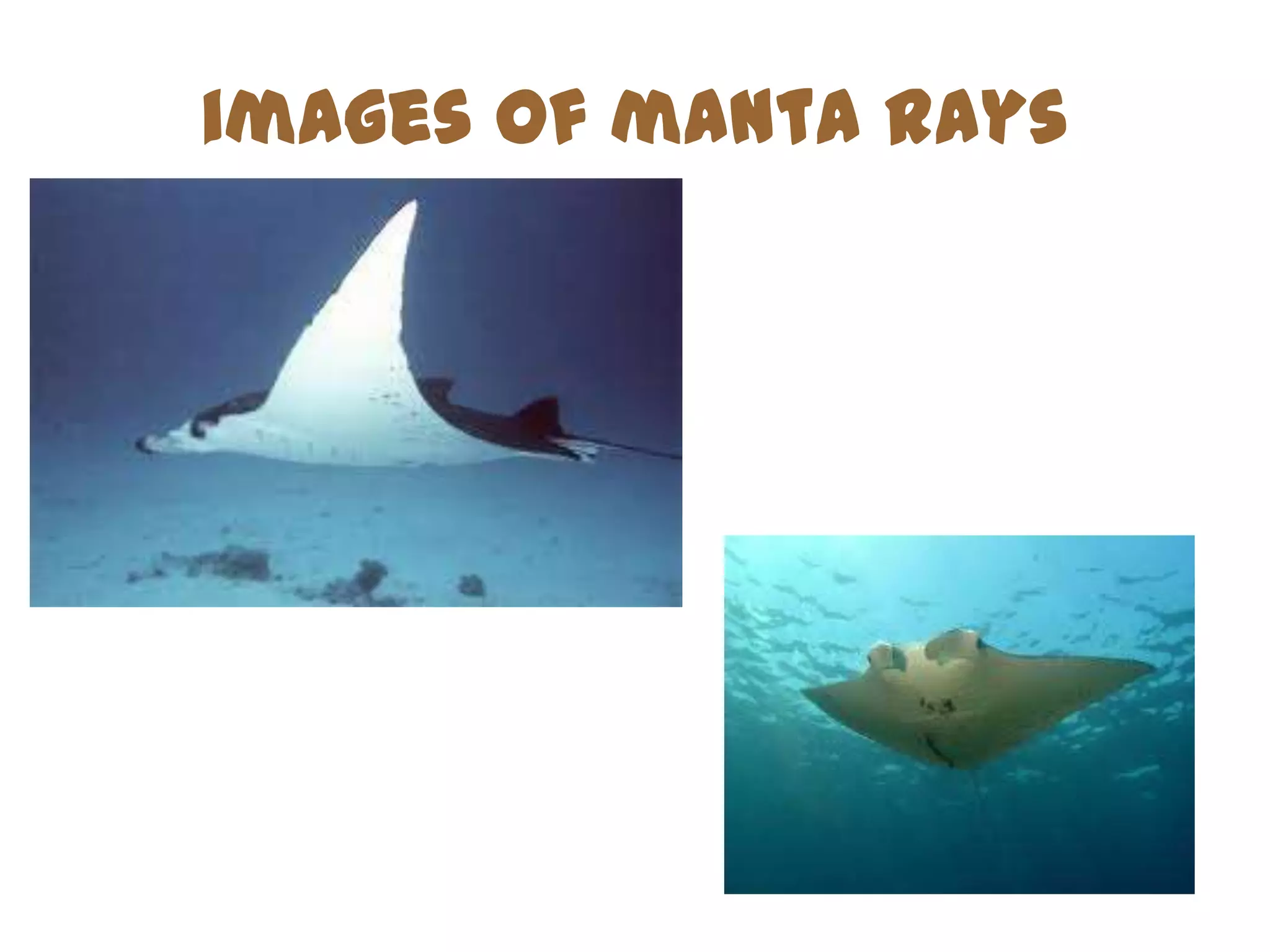 Ocean animals | PPT