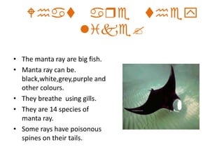 Ocean animals | PPT