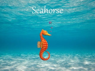 Ocean animals | PPTX