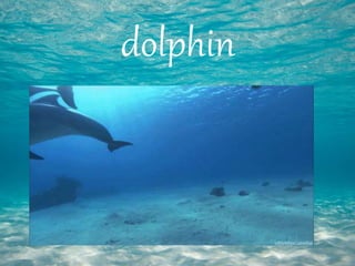 Ocean animals | PPTX