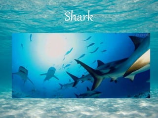 Ocean animals | PPTX