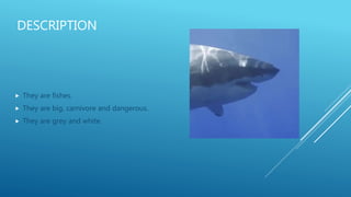 Ocean animals: The Shark, by Alejandro 5th A | PPT